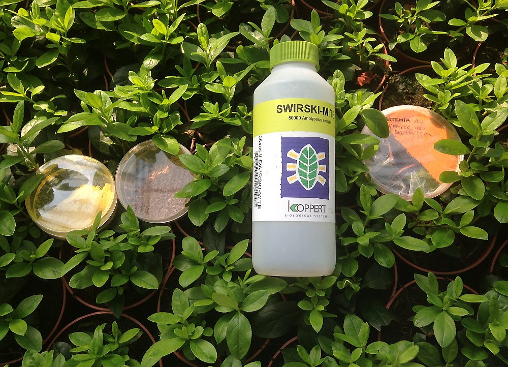 Typhlodromips swirskii