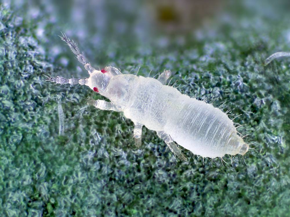 Thrips setosus